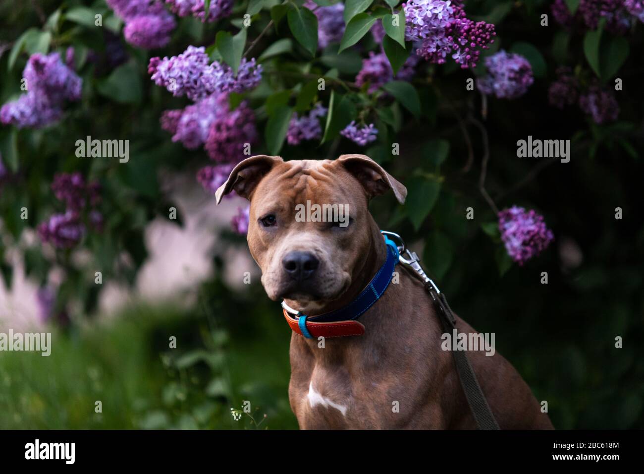 Red american staffordshire terrier walks outdoor at park Stock Photo ...