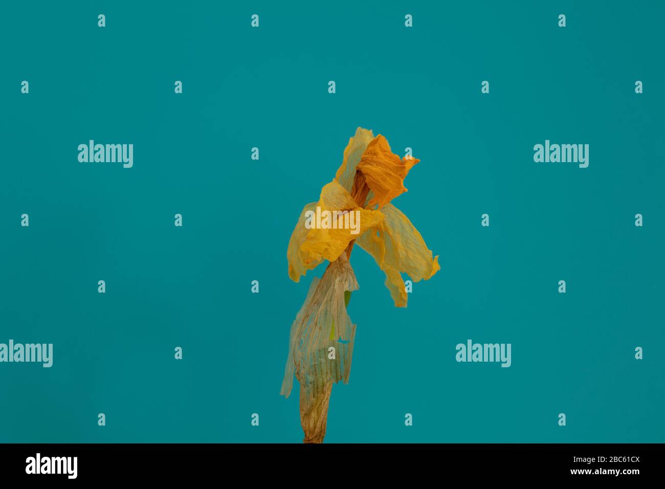 Decaying daffodil hi-res stock photography and images - Alamy