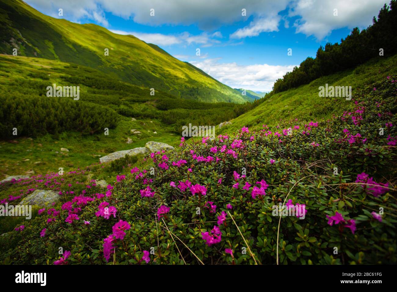 Mountain path flowers sunrise hi-res stock photography and images - Alamy