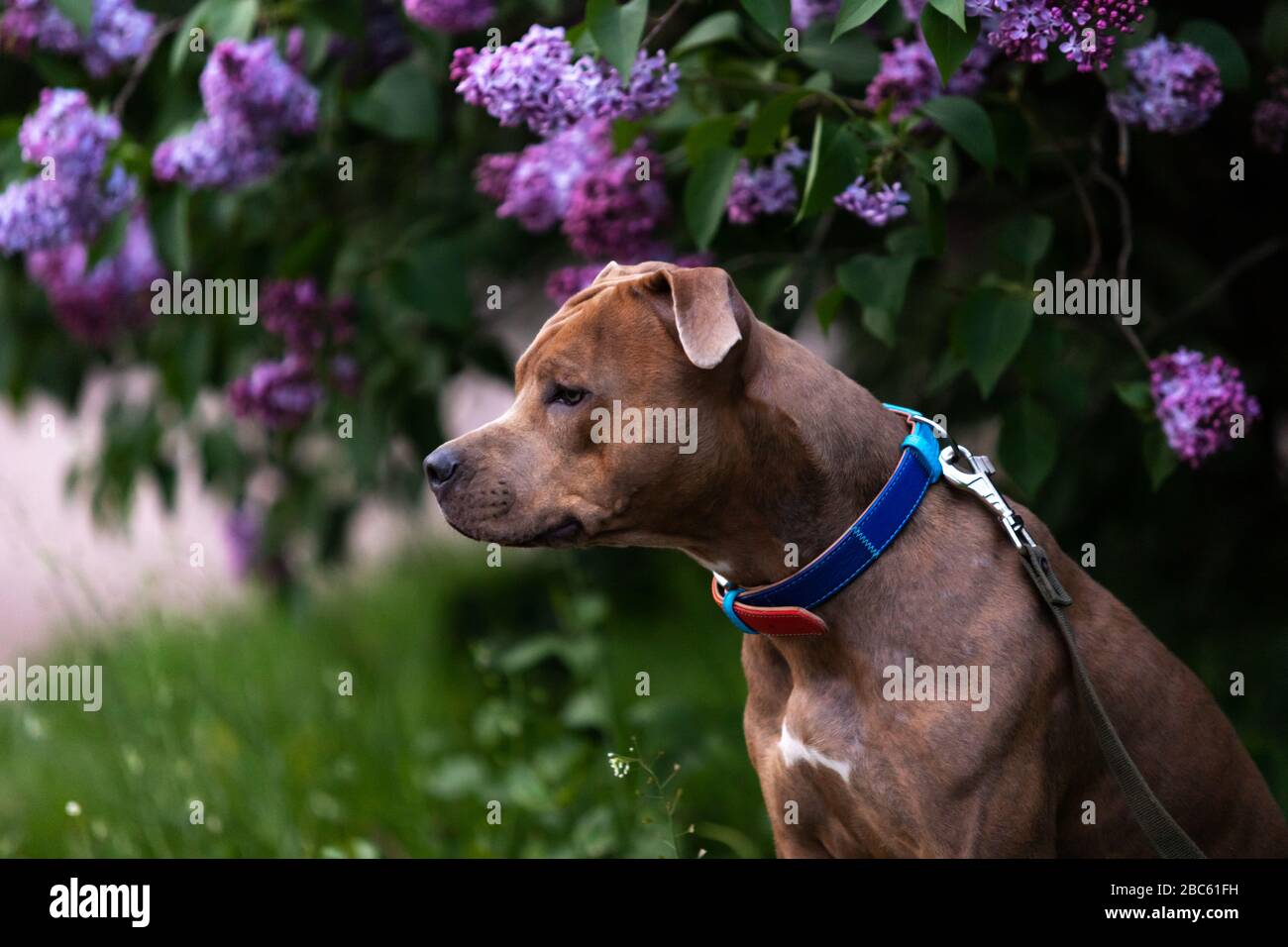 Red american staffordshire terrier walks outdoor at park Stock Photo ...