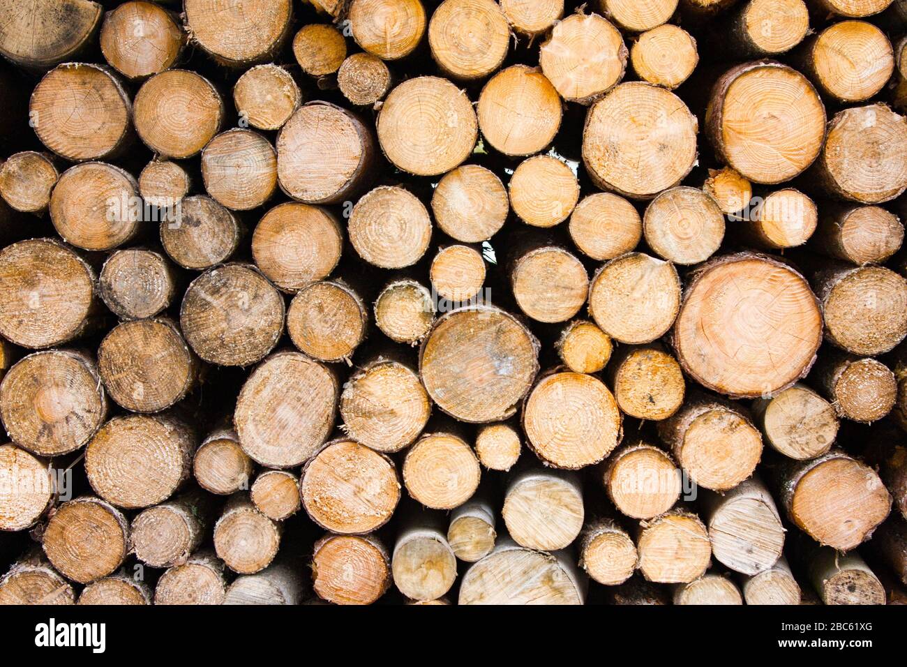 Firewood texture. Background of cutted logs. Closeup of logs of trees ...