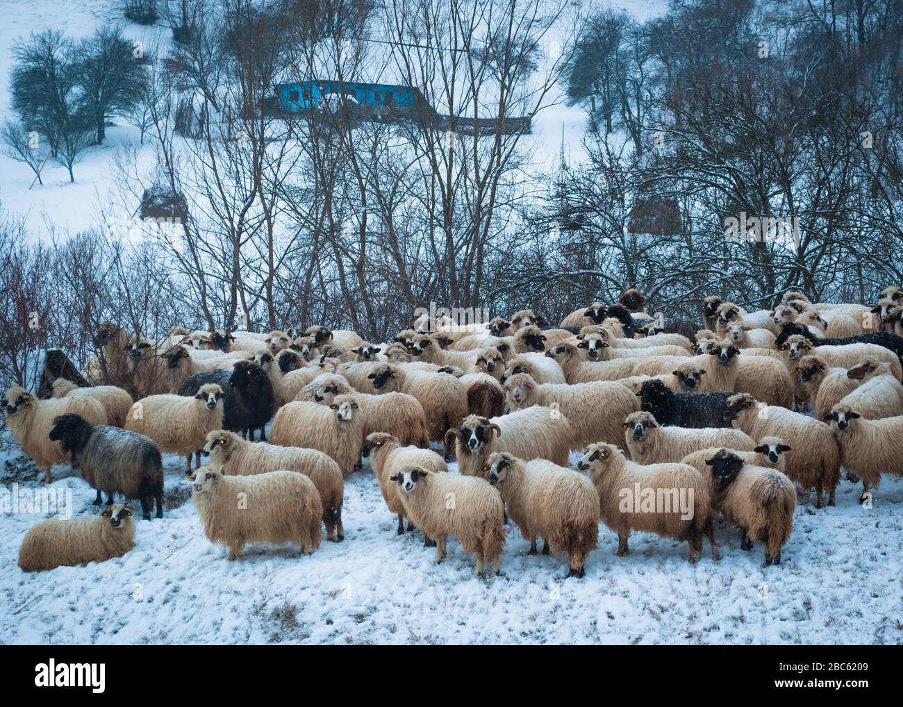 Group photo sheep looking directly at the camera Stock Photo - Alamy