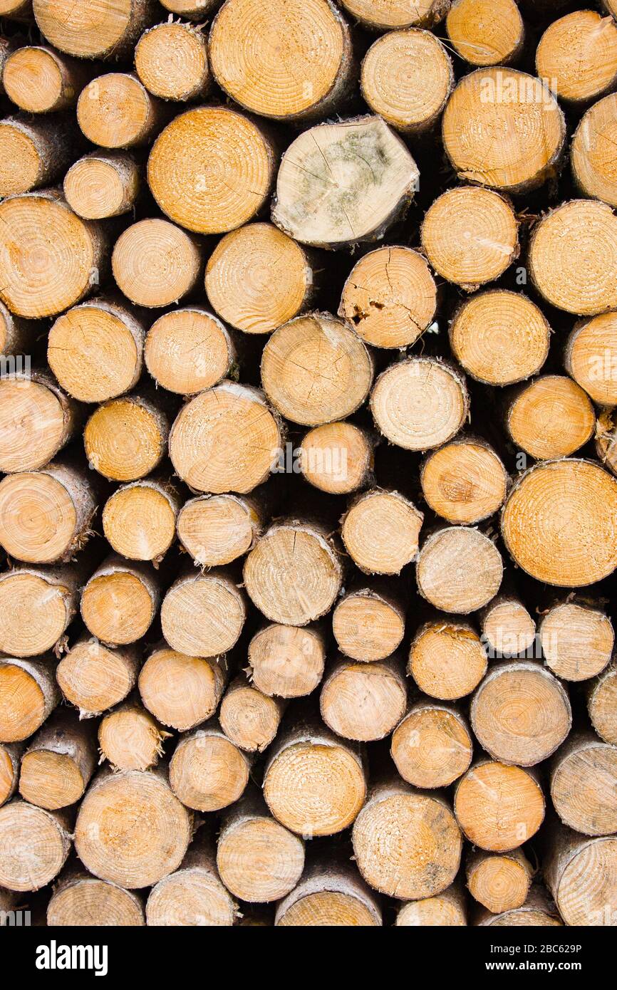 Firewood Texture Background Of Cutted Logs Closeup Of Logs Of Trees