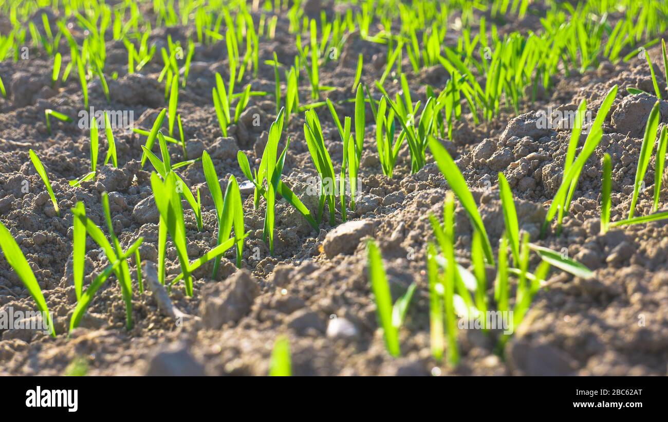Young wheat plants hi-res stock photography and images - Alamy