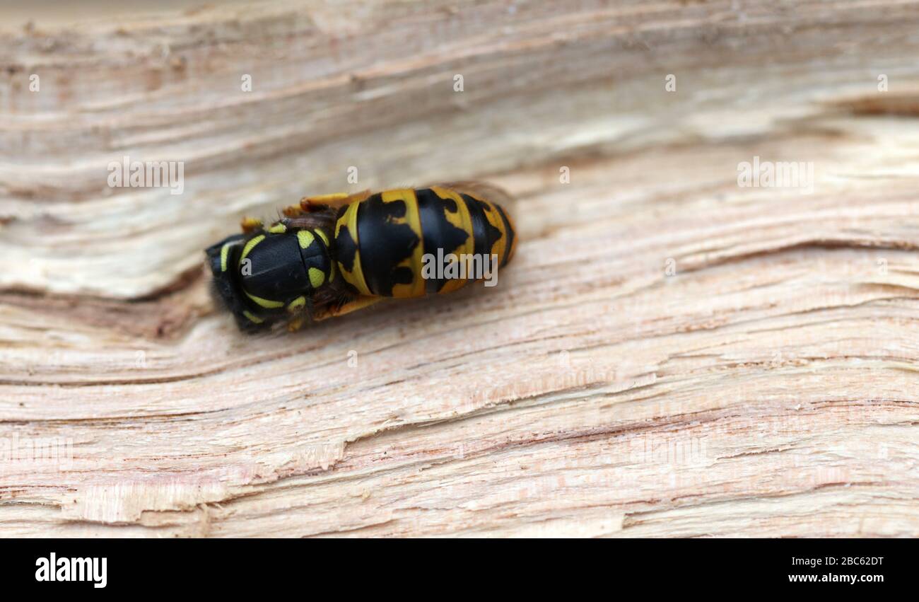 Wood wasps larva hi-res stock photography and images - Alamy