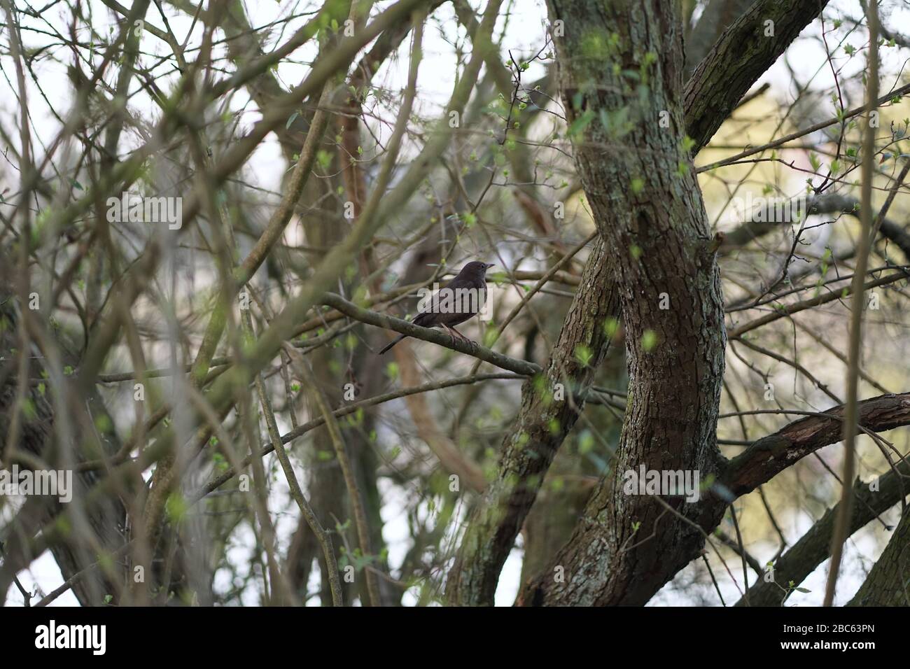 Female Common Blackbird (Turdus merula) hiding behind branches in tree ...