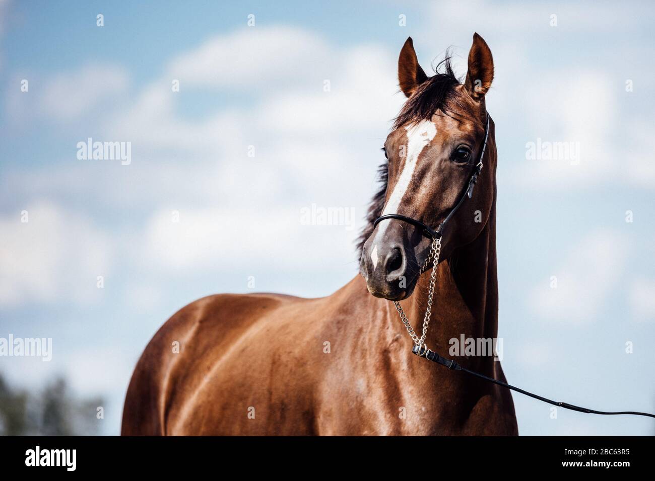 Beautiful horse mare outside Stock Photo - Alamy