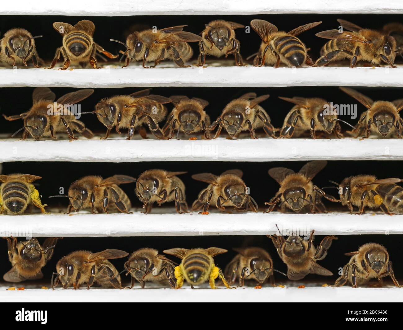 honey bees side by side in a line, front view close up, macro shot of ...