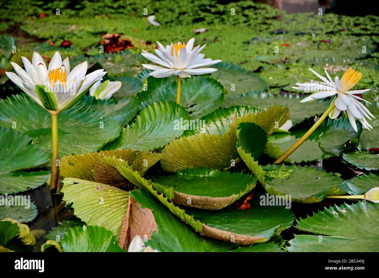 lotus flower, is a flower that grows in the water. in some mythologies ...