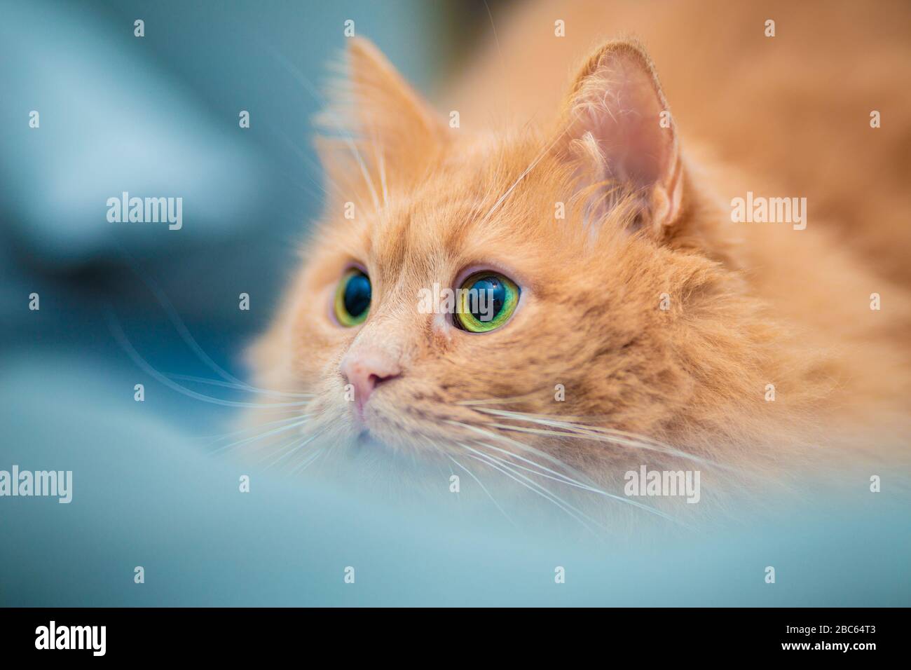 Beautiful orange cat with big eyes, very attentively watching Stock ...