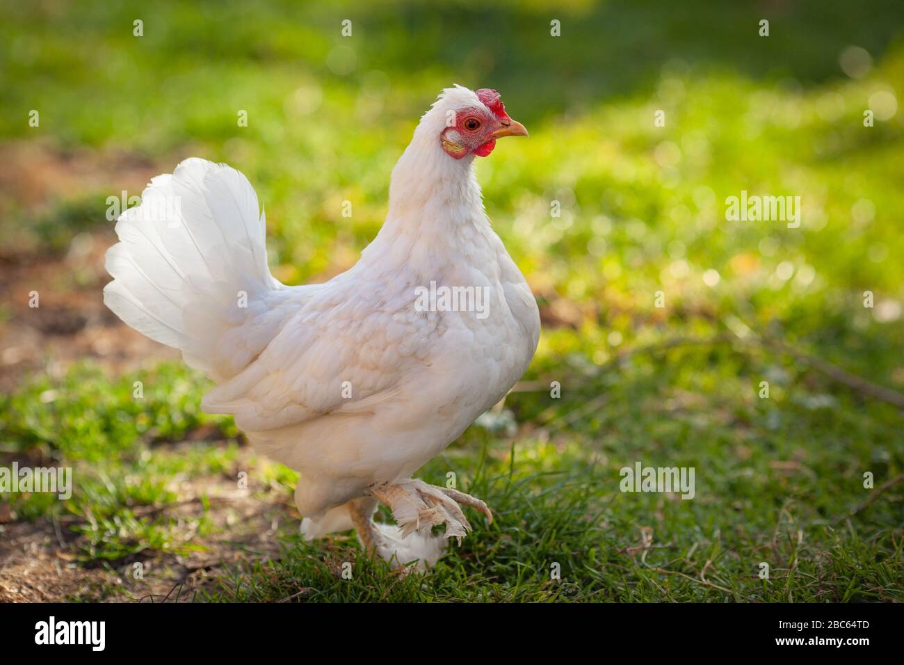 Setting hen hi-res stock photography and images - Alamy