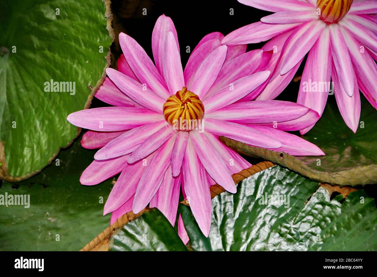 lotus flower, is a flower that grows in the water. in some mythologies ...