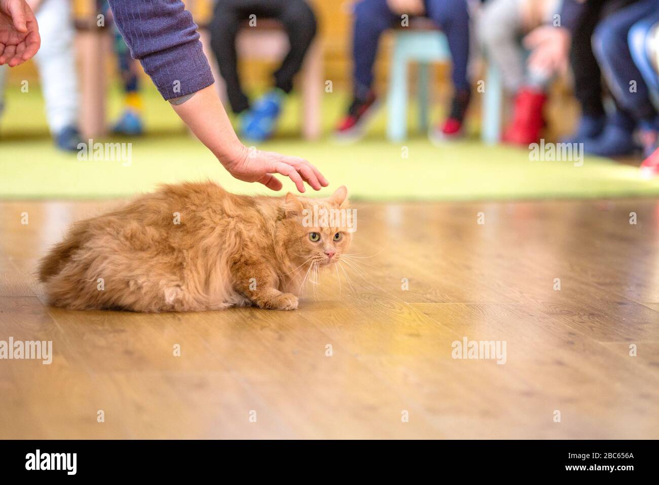 Showing a cat to kindergarten children, lesson about animals Stock ...