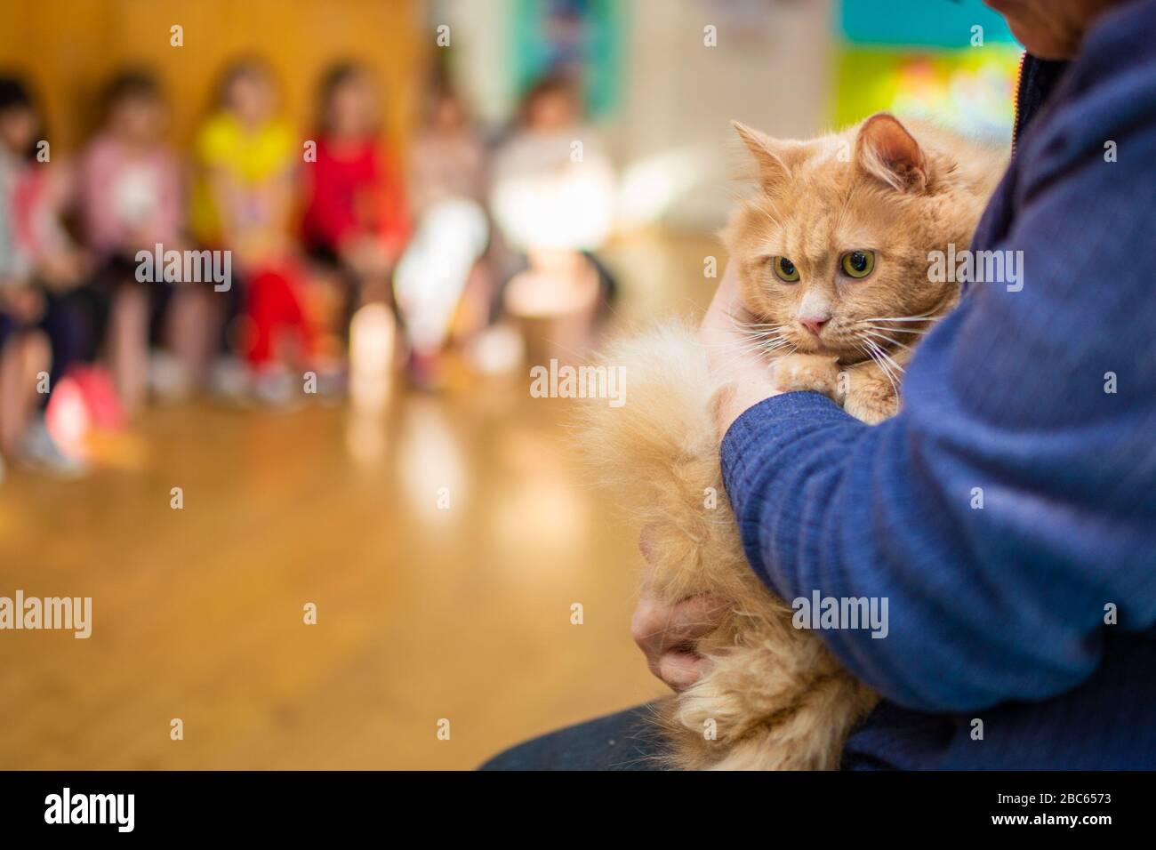 Showing a cat to kindergarten children, lesson about animals Stock ...