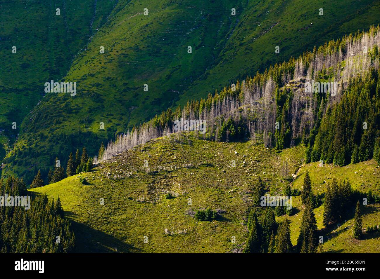 To kill tree pest hi-res stock photography and images - Alamy