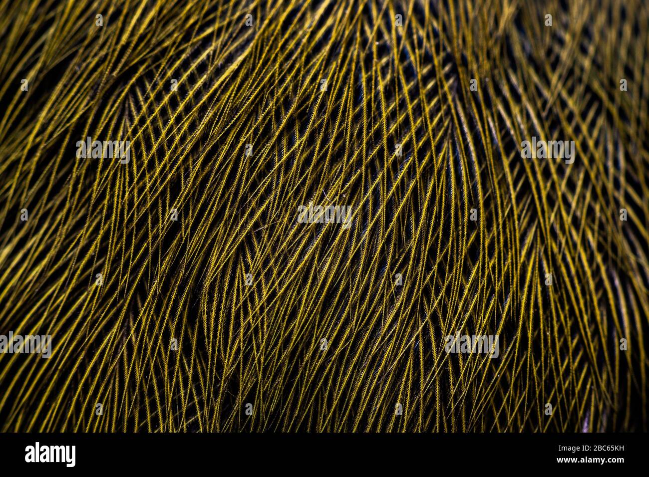 Extreme close up of bird feathers looks like work of art, background ...