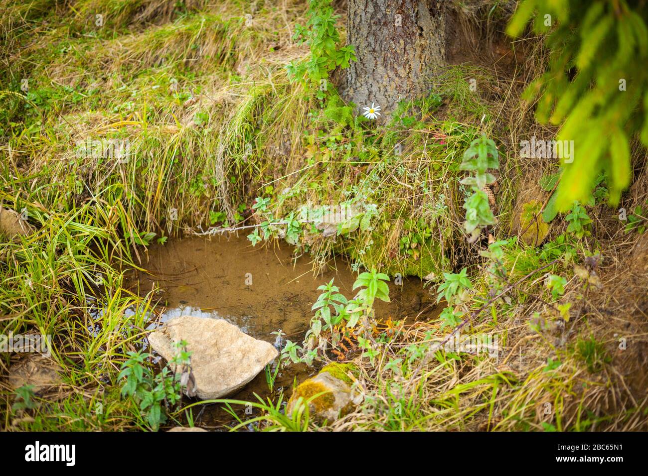 A natural spring or fountain at the roots of a tree, water coming out ...