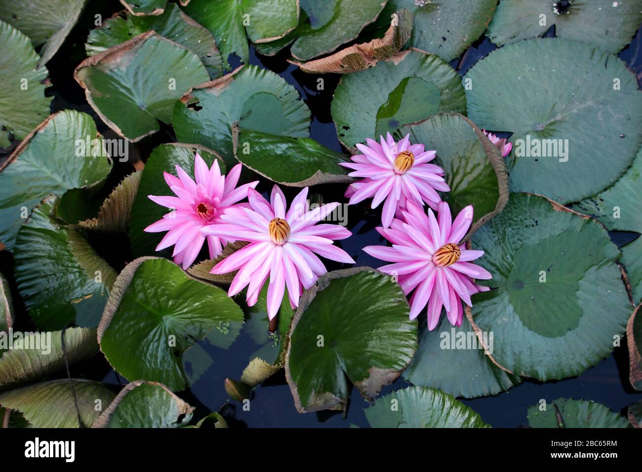 lotus flower, is a flower that grows in the water. in some mythologies ...