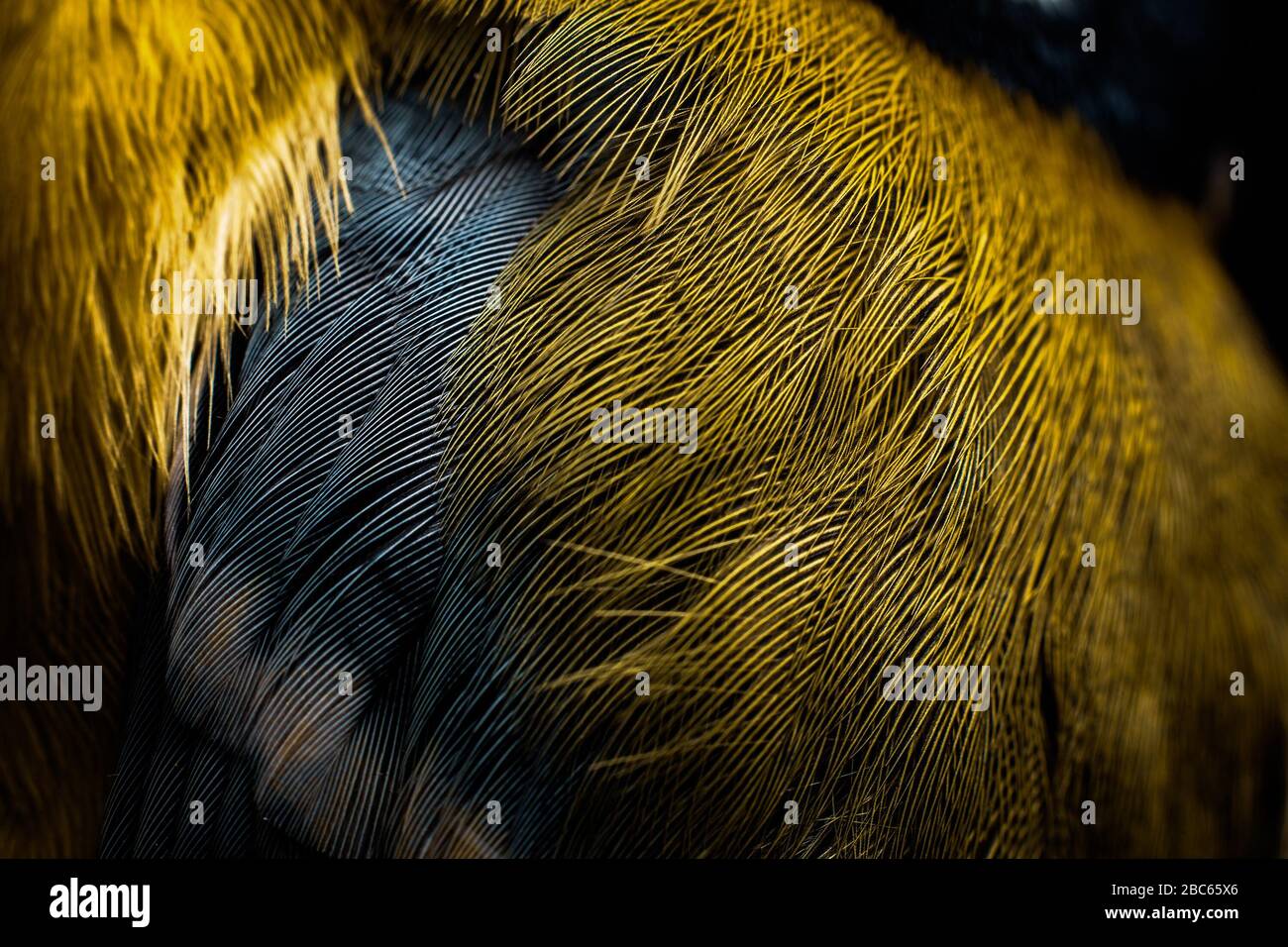 Extreme close up of bird feathers looks like work of art, background ...