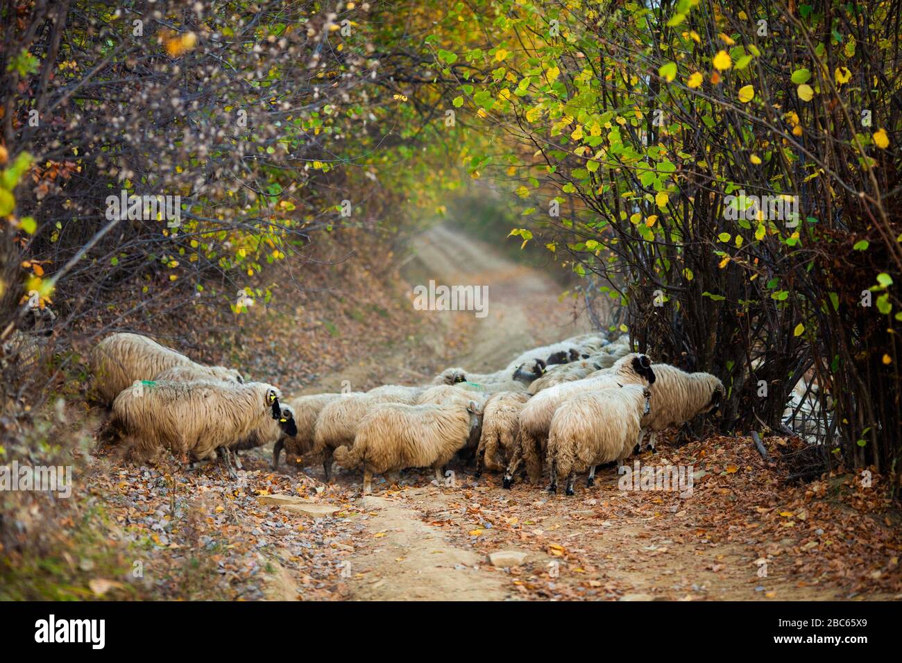 Sheep herd at sunset in Romania Stock Photo - Alamy