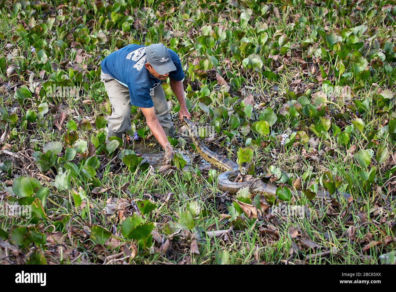 Snakes of venezuela hi-res stock photography and images - Alamy
