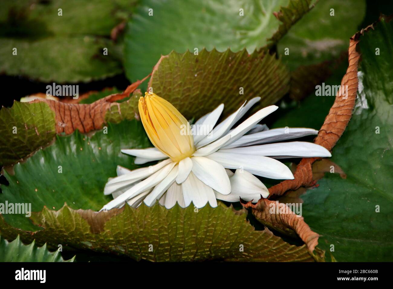 lotus flower, is a flower that grows in the water. in some mythologies ...