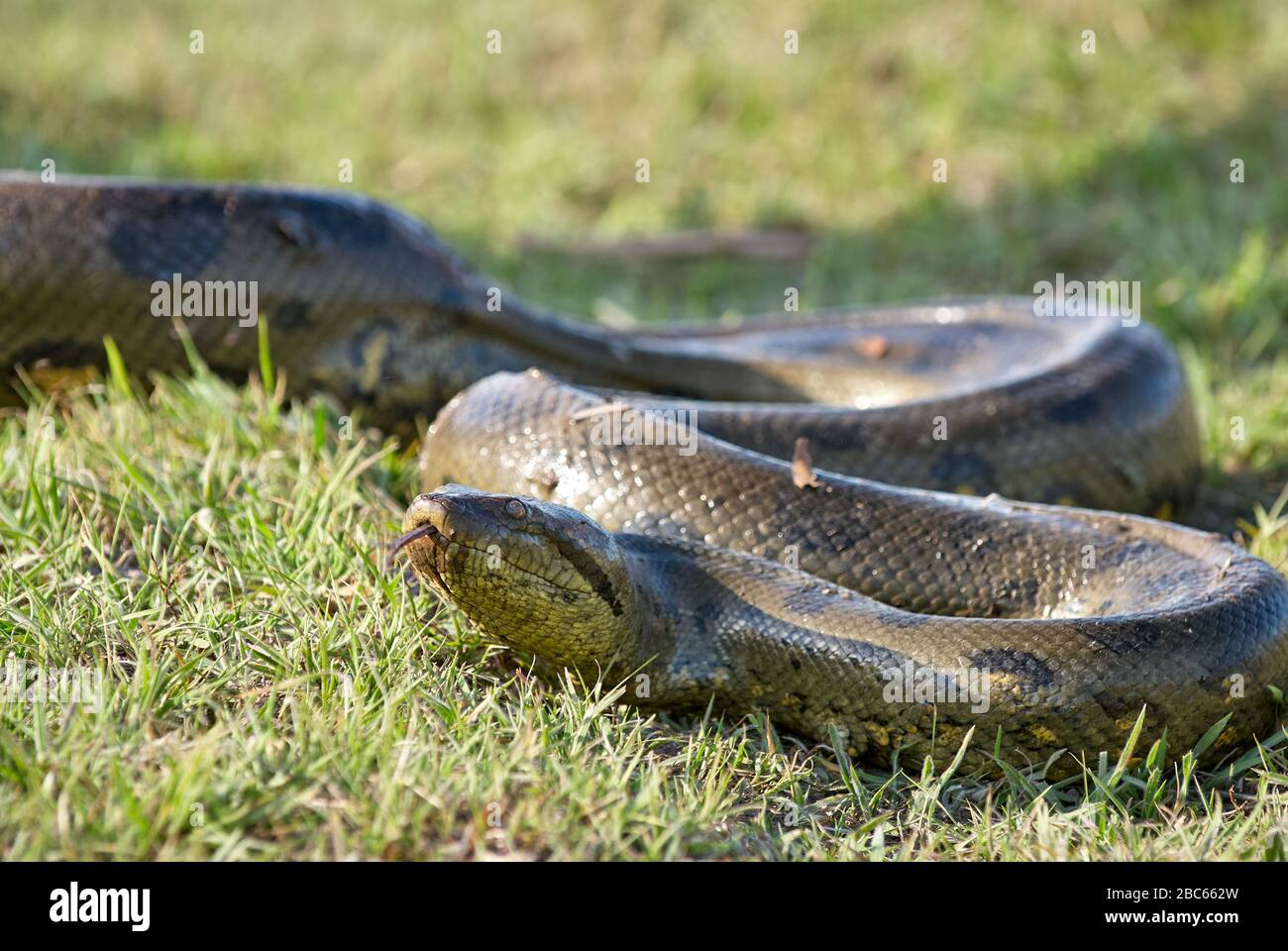 Snakes of venezuela hi-res stock photography and images - Alamy
