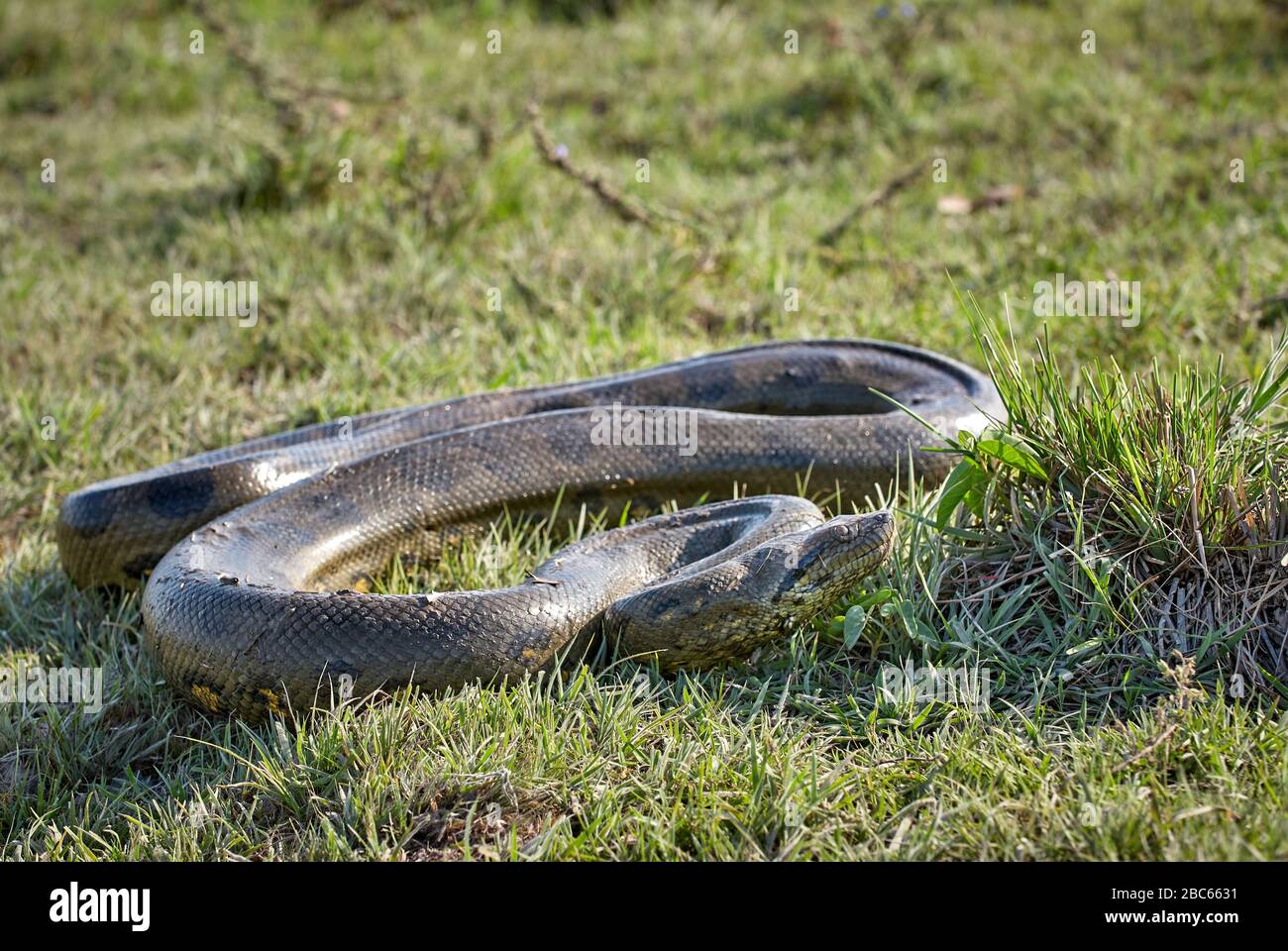 Anaconda, Eunectes murinus, snake, LOS LLANOS, Venezuela, South America ...