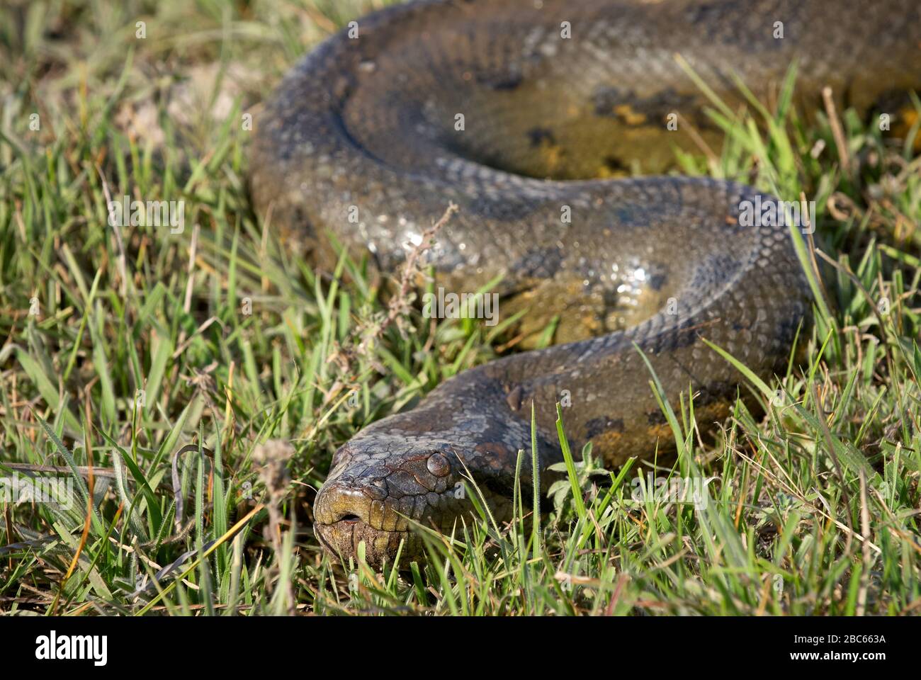 Anaconda, Eunectes murinus, snake, LOS LLANOS, Venezuela, South America ...