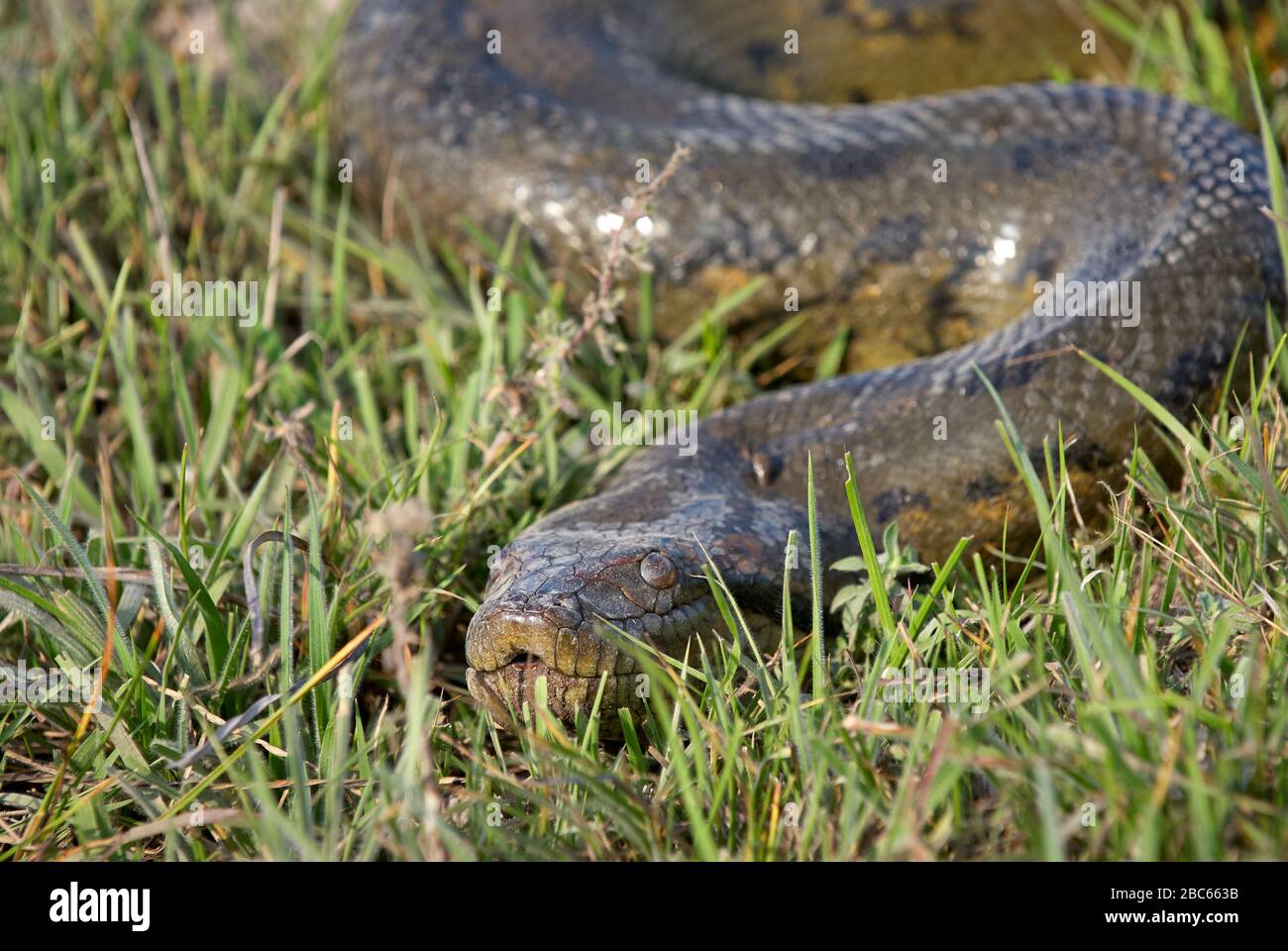 Snakes of venezuela hi-res stock photography and images - Alamy