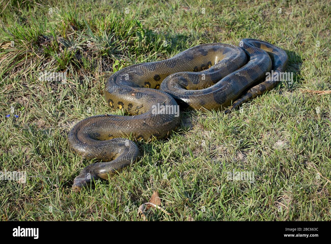 Anaconda, Eunectes murinus, snake, LOS LLANOS, Venezuela, South America ...