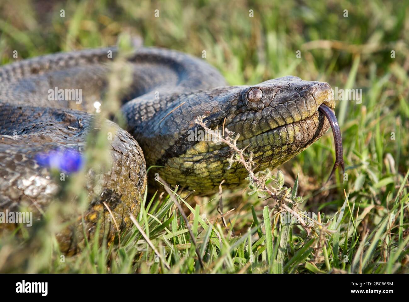 HEAD DETAIL of anaconda, Eunectes murinus, snake, LOS LLANOS, Venezuela ...