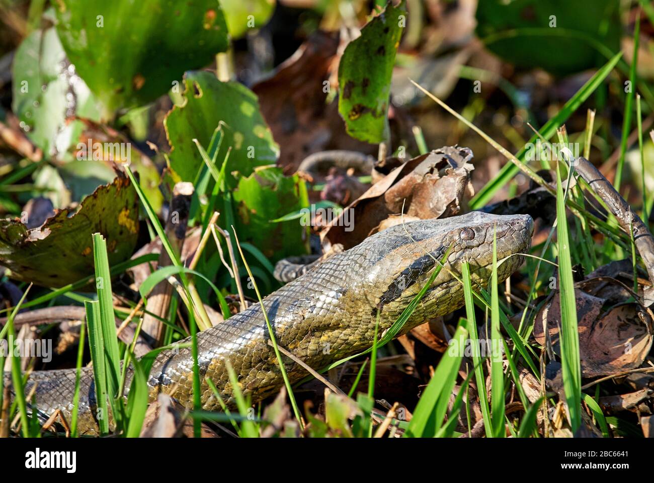 HEAD DETAIL of anaconda, Eunectes murinus, snake, LOS LLANOS, Venezuela ...