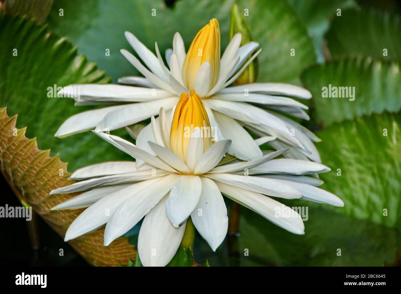 lotus flower, is a flower that grows in the water. in some mythologies ...