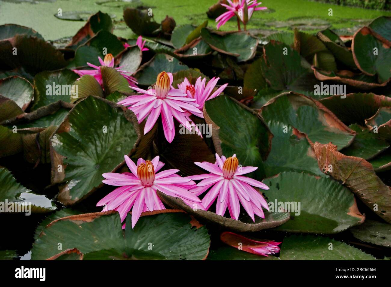 lotus flower, is a flower that grows in the water. in some mythologies ...
