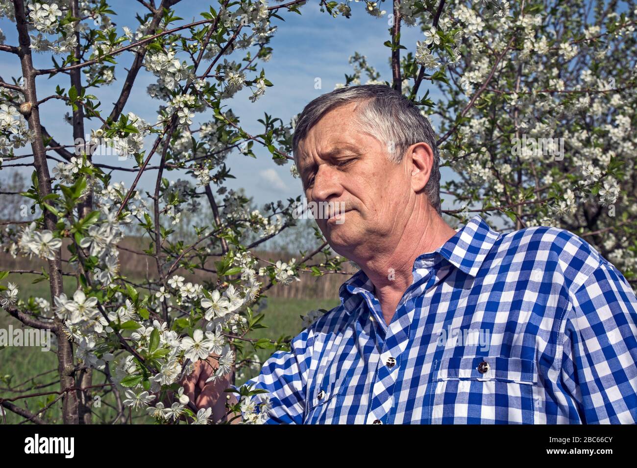 Farmer in his orchard control the quality of flowering fruit trees ...