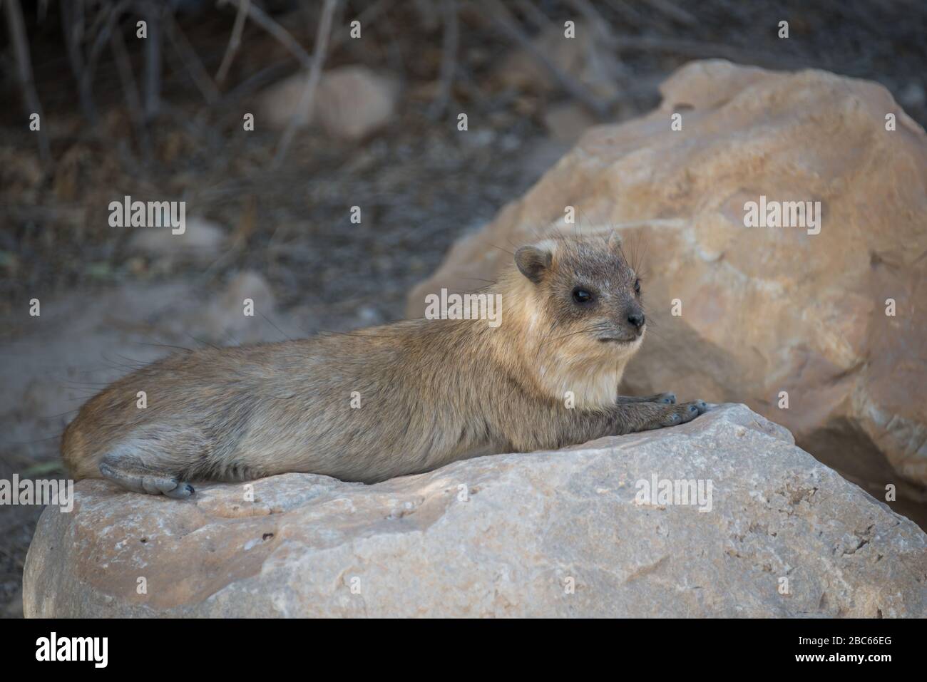 Ein Gedi National Park at Southern Israel, during winter Stock Photo ...