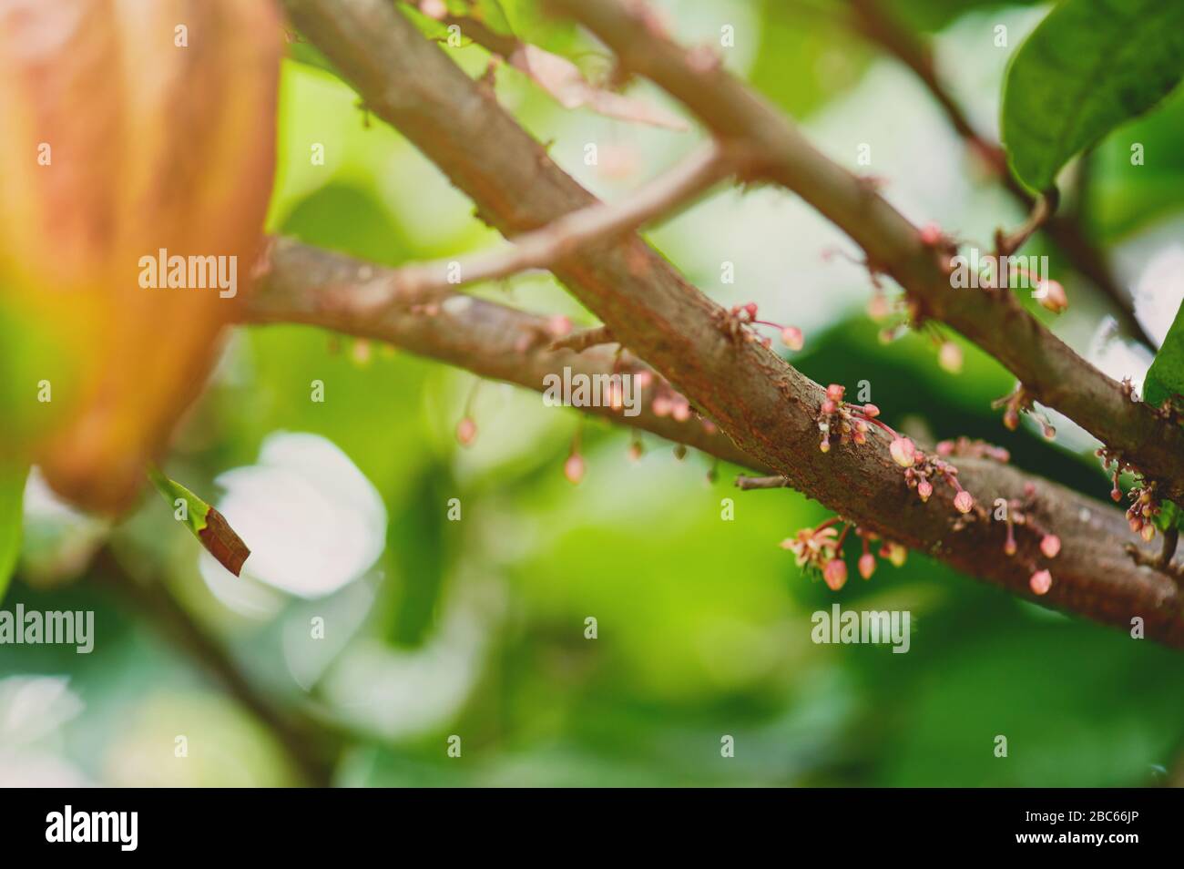 Cocoa tree theobroma cacao flowers hi-res stock photography and images ...