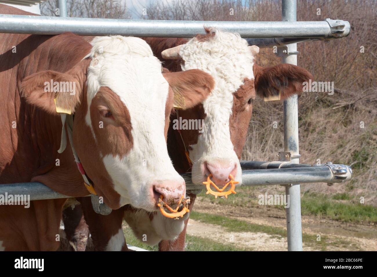 portrait of two simmentaler cattles behind a metal fence in bavaria ...