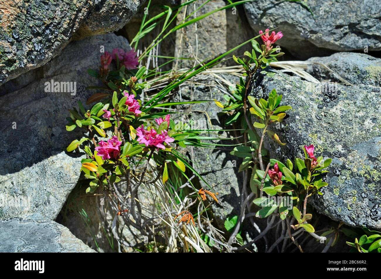 Austria, Tirol, alpine rose Stock Photo - Alamy