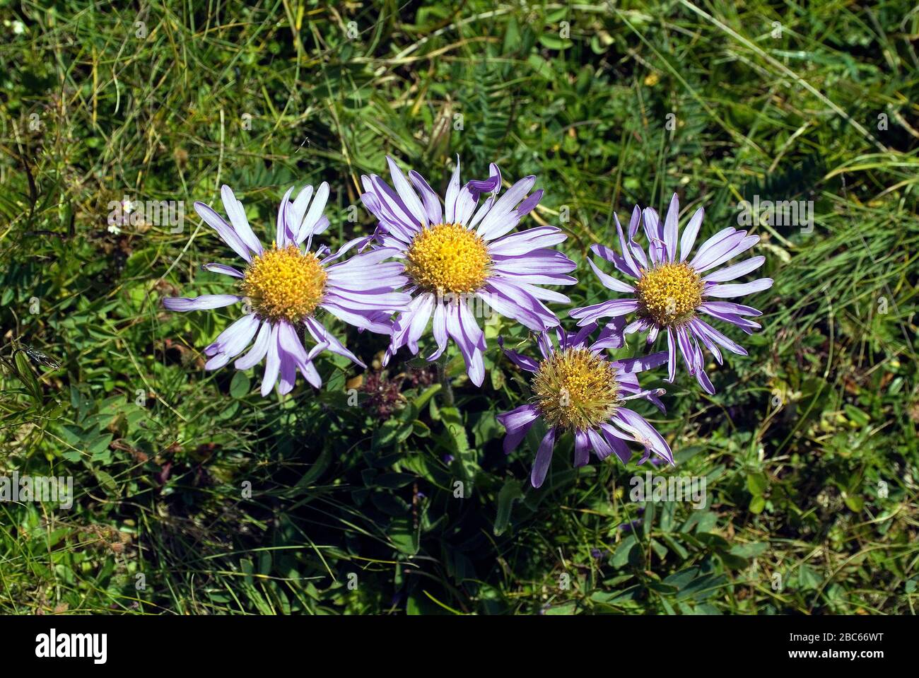 Michaelmas Daisy plant Stock Photo - Alamy