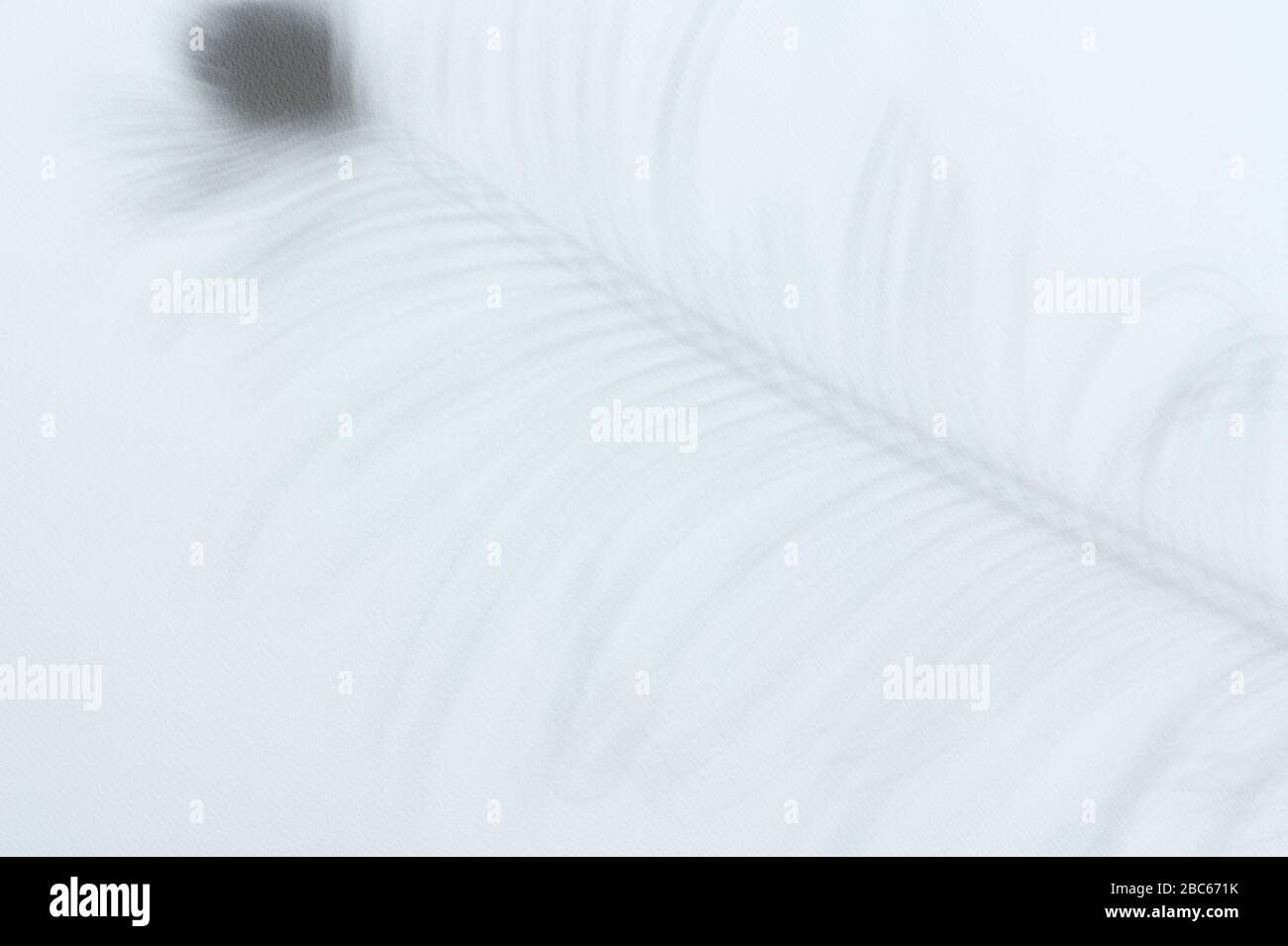 Shadow of peacock feather on white wall background Stock Photo - Alamy