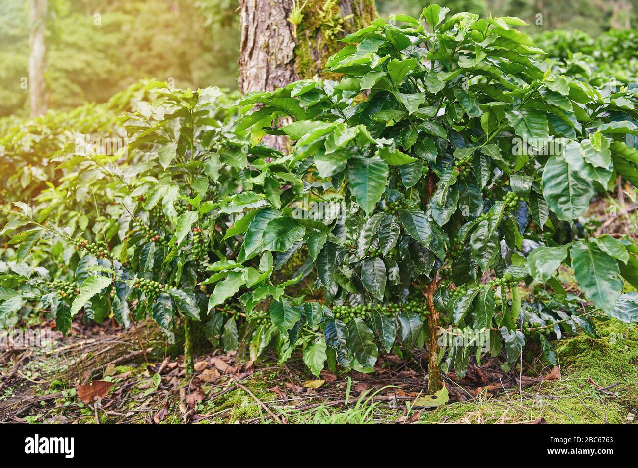 Coffee plant under big tree shade on bright sunny day Stock Photo - Alamy