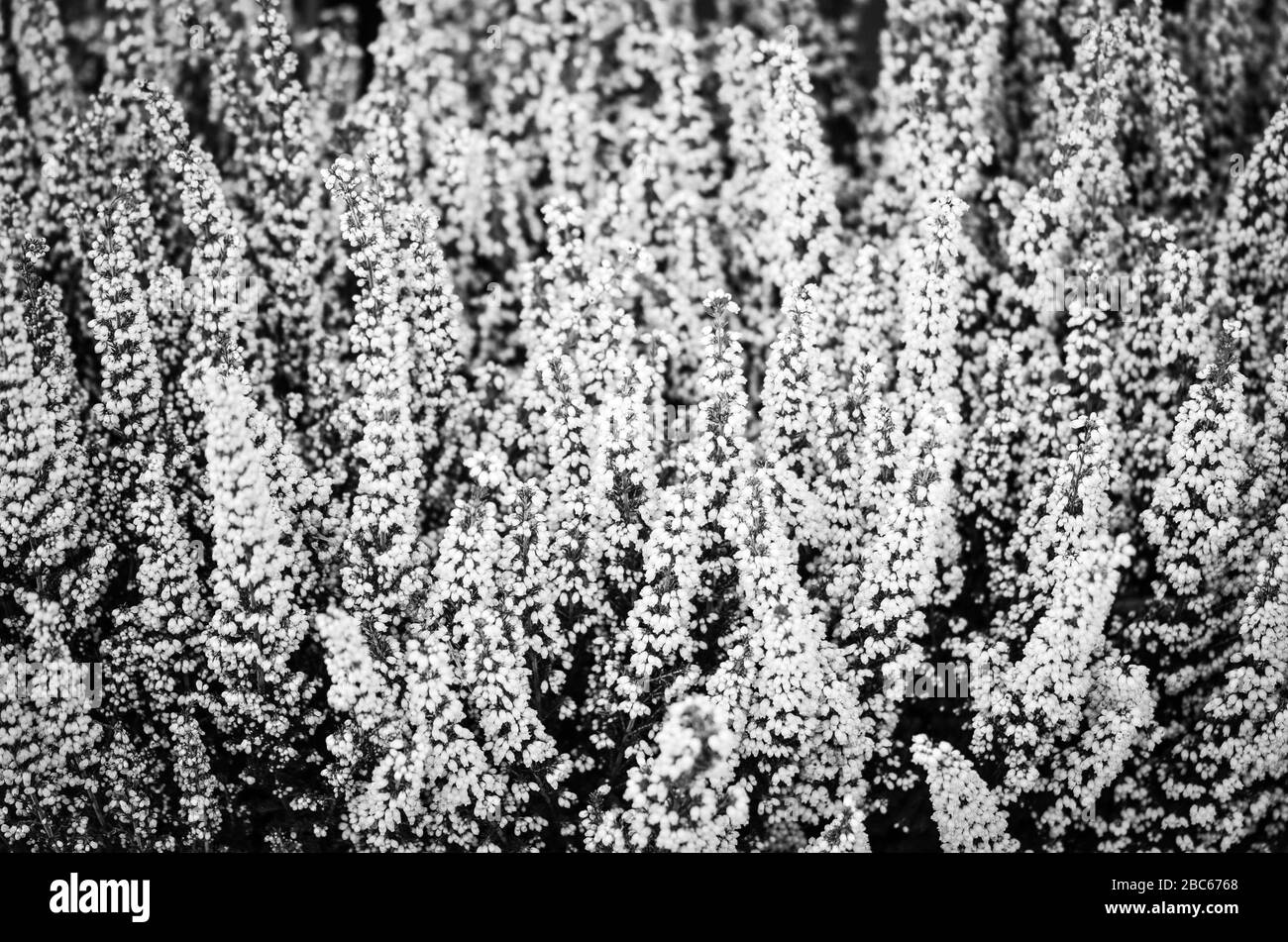 Closeup lavender flower field Black and White Stock Photos & Images - Alamy