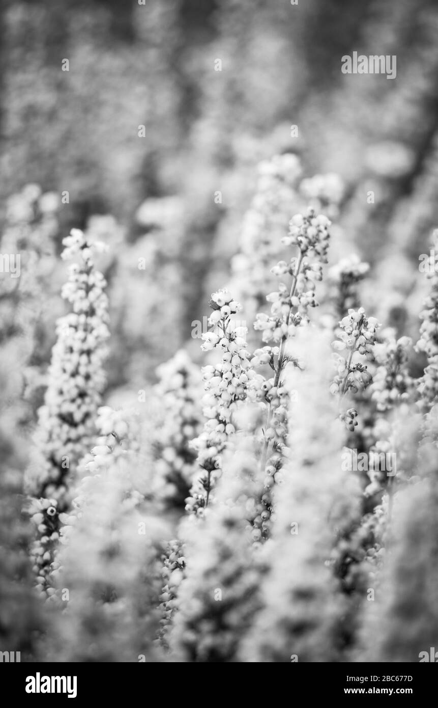Beautiful lavender flowers Black and White Stock Photos & Images - Alamy