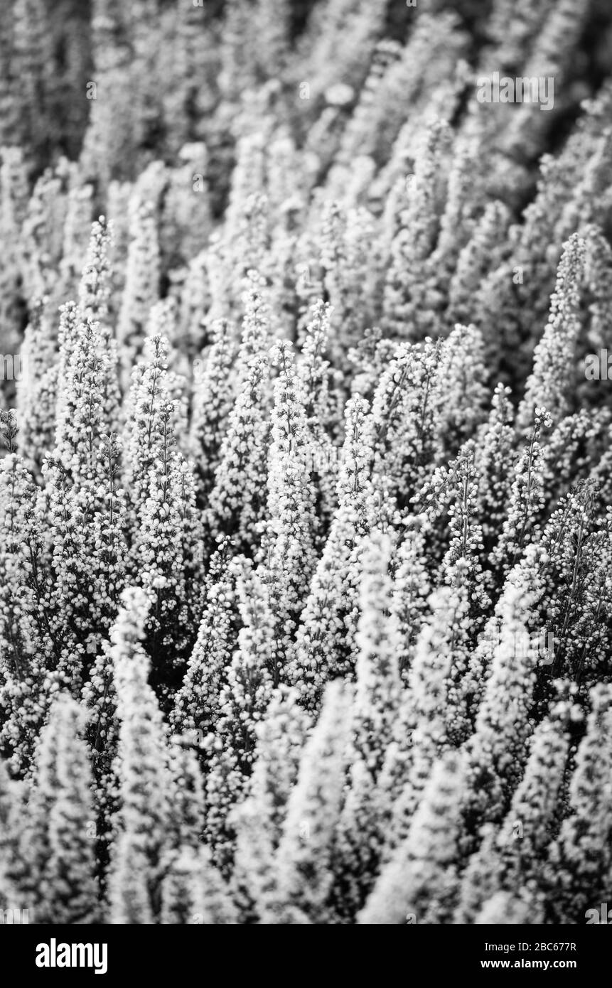 Lavender purple flowers Black and White Stock Photos & Images - Alamy