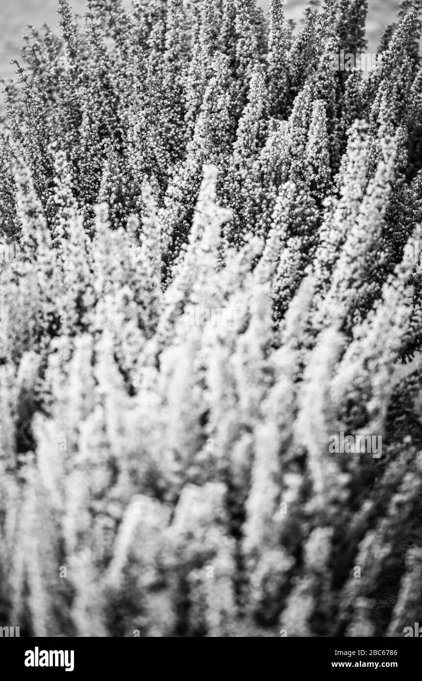 Lavender purple flowers Black and White Stock Photos & Images - Alamy