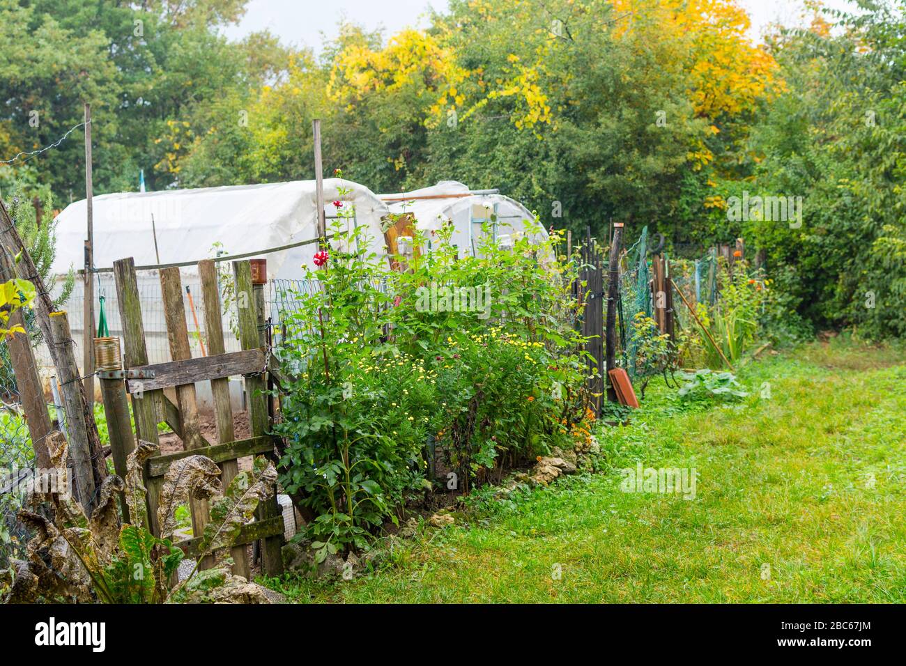 Overgrown garden to the abandoned house. People use bulky waste to ...
