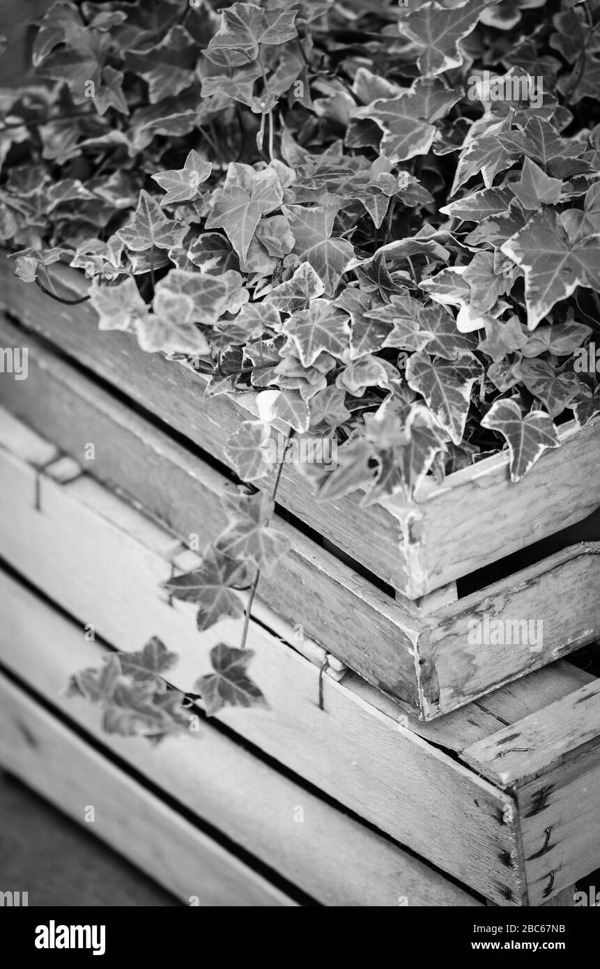 Flowers in garden french Black and White Stock Photos & Images - Alamy