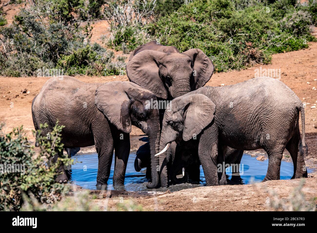 Addo Elephant National Park, Addo, Eastern Cape, South Africa Stock ...